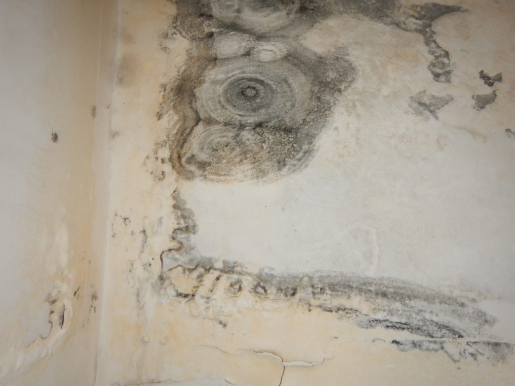 Toxic black mold identification photos. What toxic mold looks like.
