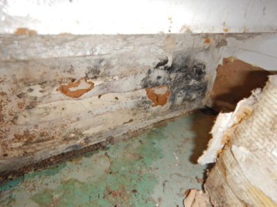 Toxic black mold identification photos. What toxic mold looks like.